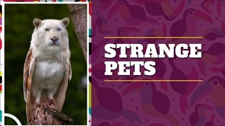 Strange Pets at emaze Presentation
