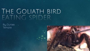 The bird eating spider at emaze Presentation