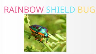 Rainbow Shield Bug at emaze Presentation