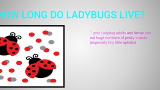 How long do ladybugs at emaze Presentation