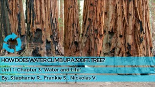 Water Through a Tree at emaze Presentation