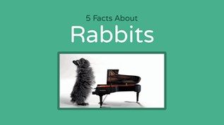 5 Facts About Rabbits at emaze Presentation