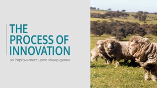 Genetically Engineered Sheep at emaze Presentation