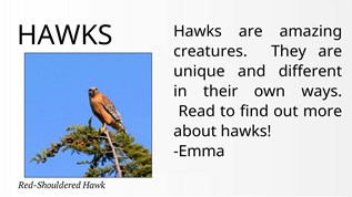 Hawks at emaze Presentation