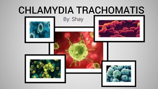 Chlamydia Trachomatis at emaze Presentation