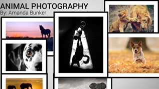 Amanda Bunker at emaze Presentation