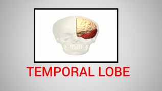 Temporal LOBE at emaze Presentation
