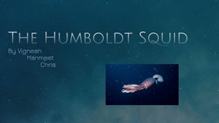 The Humboldt Squid at emaze Presentation