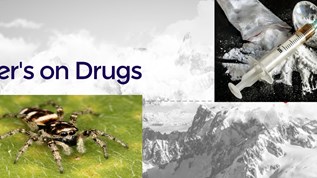Spider's on Drugs at emaze Presentation