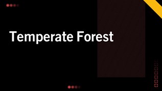 Temperate Forest at emaze Presentation