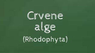 Crvene Alge at emaze Presentation