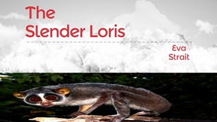 The Slender Loris at emaze Presentation
