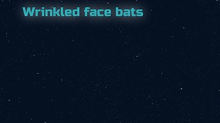 Wrinkled face bats at emaze Presentation