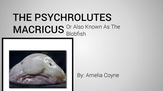 the psychrolutes at emaze Presentation