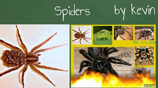 spider at emaze Presentation