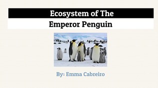 Emperor Penguin at emaze Presentation