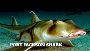 port jackson shark at emaze Presentation