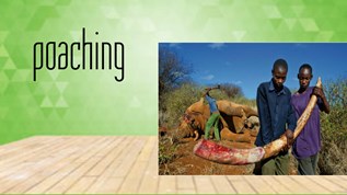 poaching at emaze Presentation