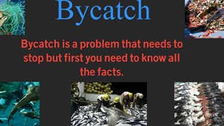 Bycatch on emaze