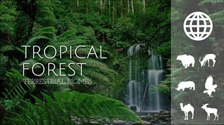 Tropical Forest copy1 at emaze Presentation