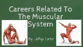 Careers Related To Muscular System at emaze Presentation