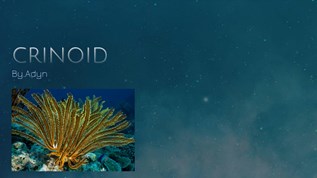crinoid at emaze Presentation