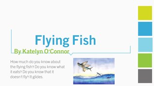 The Flying Fish at emaze Presentation