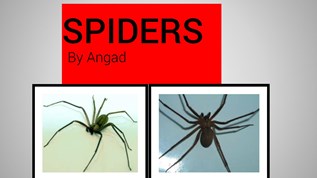 Spiders at emaze Presentation