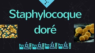 Staphylocoque doré at emaze Presentation