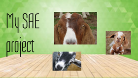 SAE project at emaze Presentation