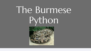 Burmese Python at emaze Presentation