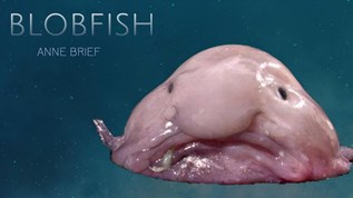 blobfish at emaze Presentation