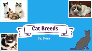 Cat Breeds at emaze Presentation