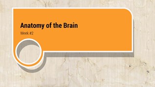 Anatomy of the Brain at emaze Presentation