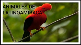 animales de latinoamerica at emaze Presentation