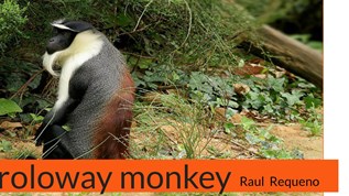 roloway monkey on emaze