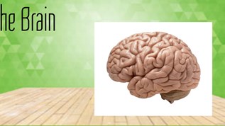 The Brain at emaze Presentation