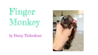 Finger Monkeyby at emaze Presentation