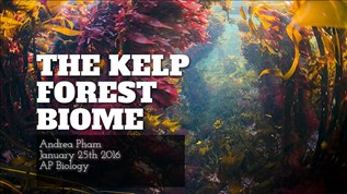KELP FORESTS at emaze Presentation