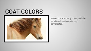 Coat colors at emaze Presentation