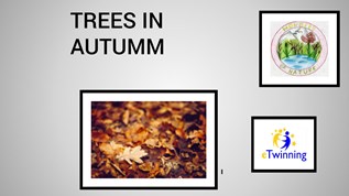 TREES IN AUTUMM20th at emaze Presentation