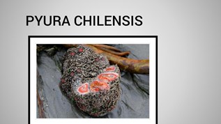 PYURA CHILENSIS at emaze Presentation