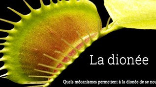 La dionée at emaze Presentation