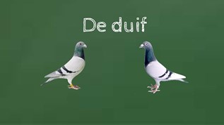 De duif on emaze