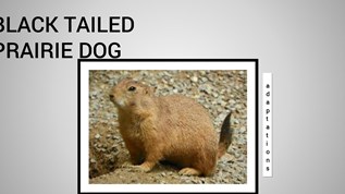 prairie dog adaptations at emaze Presentation