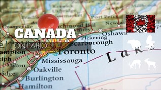 Toronto at emaze Presentation