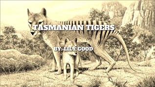 Tasmanian Tigers at emaze Presentation