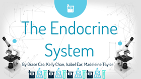 The Endocrine System at emaze Presentation