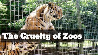 The Reality of Zoos at emaze Presentation