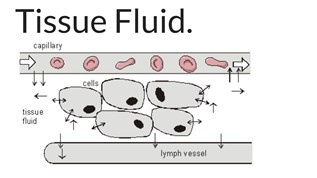 Tissue Fluid for Elly at emaze Presentation